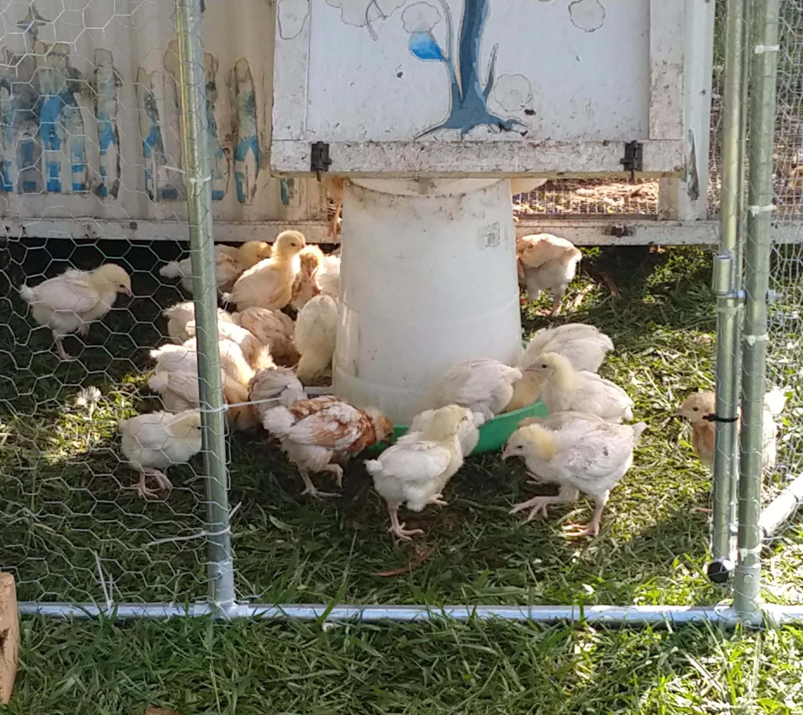 Brisbane North - Henny Penny Hatching